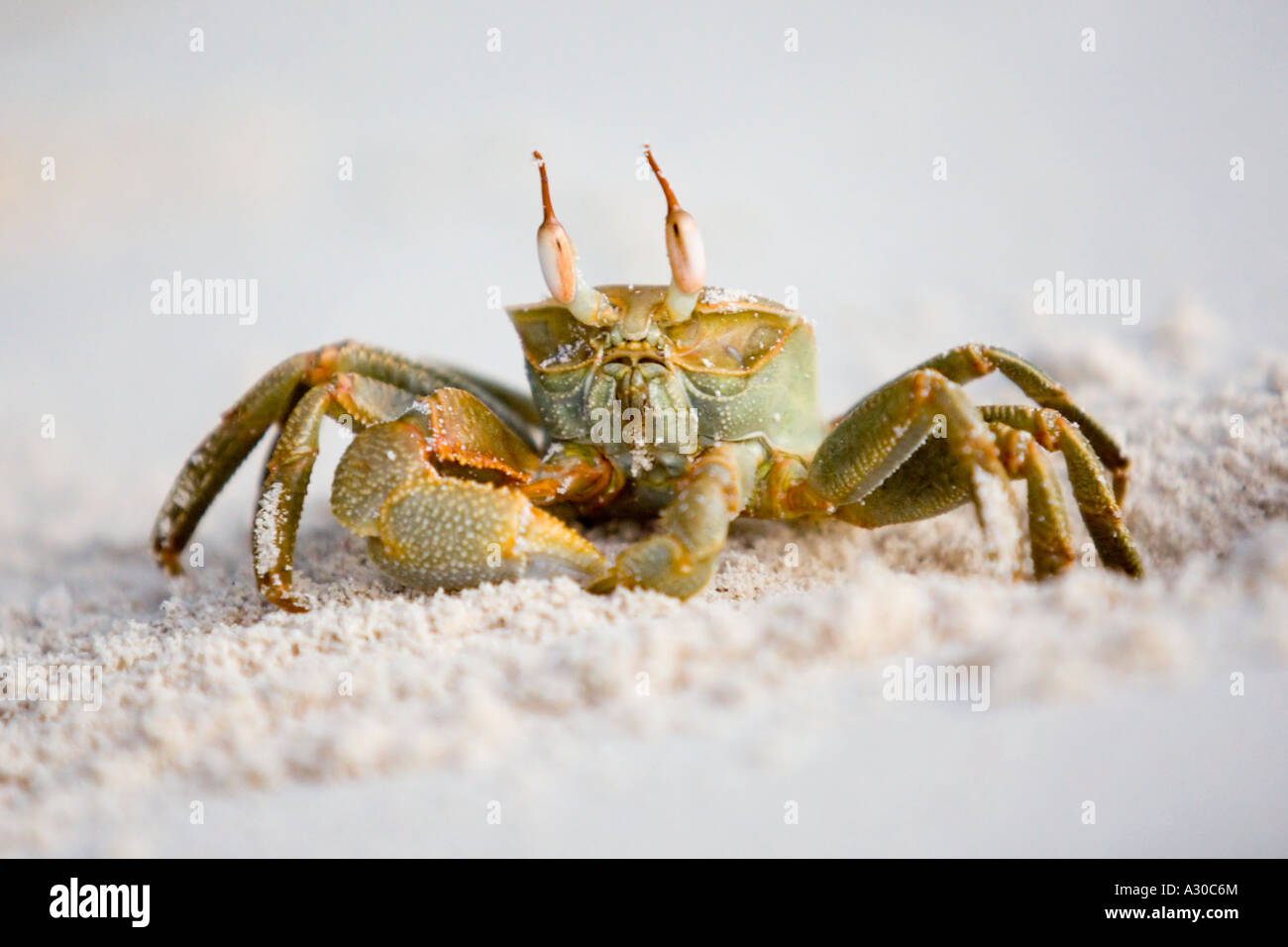Crab digging out of sand hi-res stock photography and images - Alamy