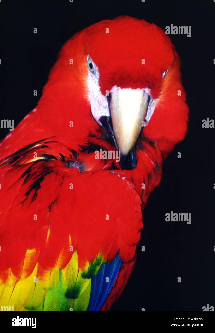 Sam The Parrot Stock Photo - Alamy