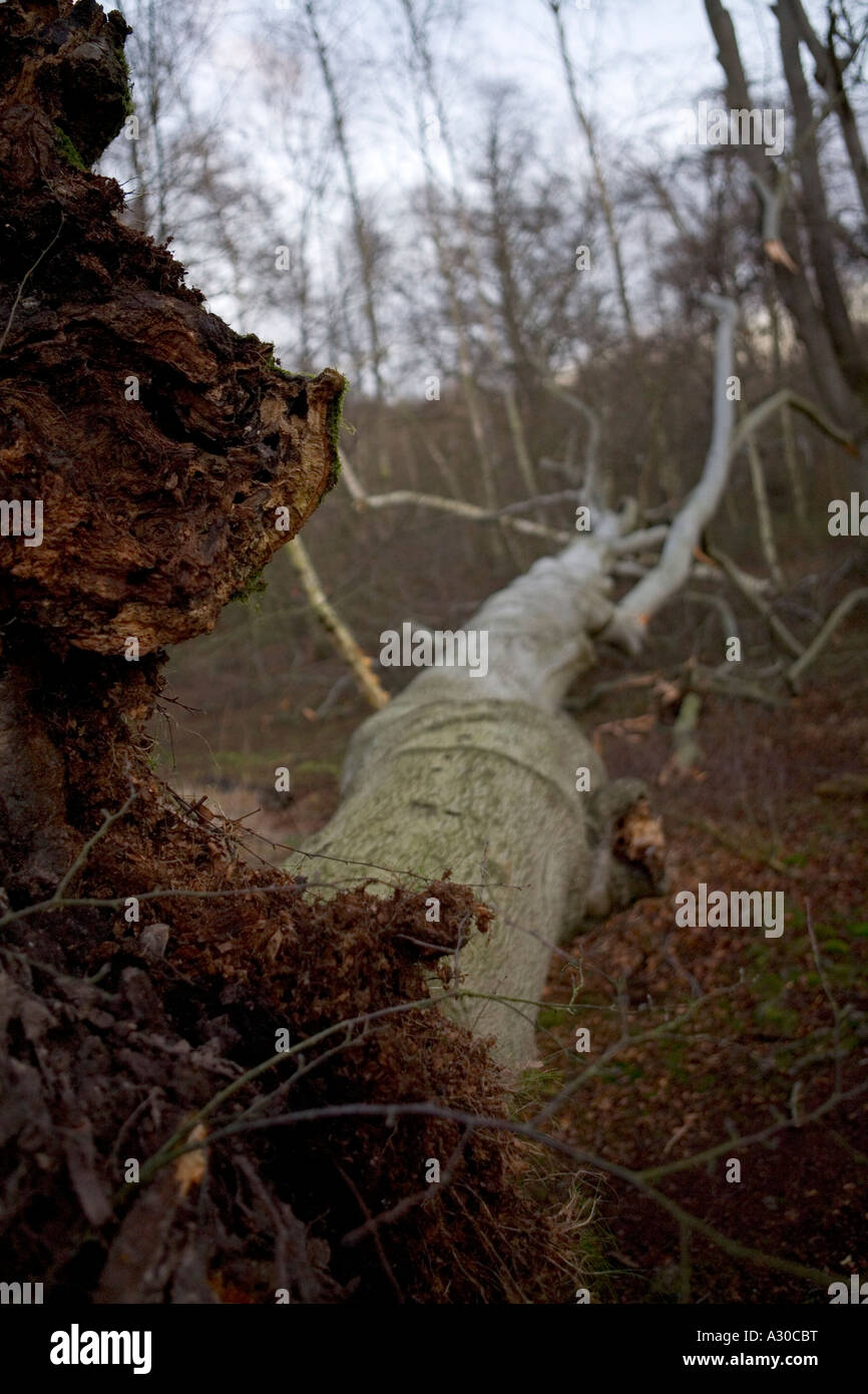 Tree uproot in storm hi-res stock photography and images - Alamy