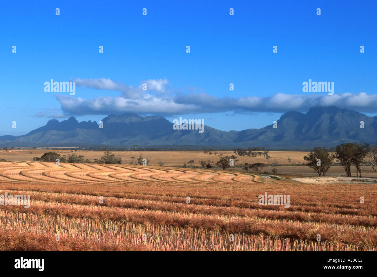 A rolling golden wheat field and the Sterling Mountains in the outback ...