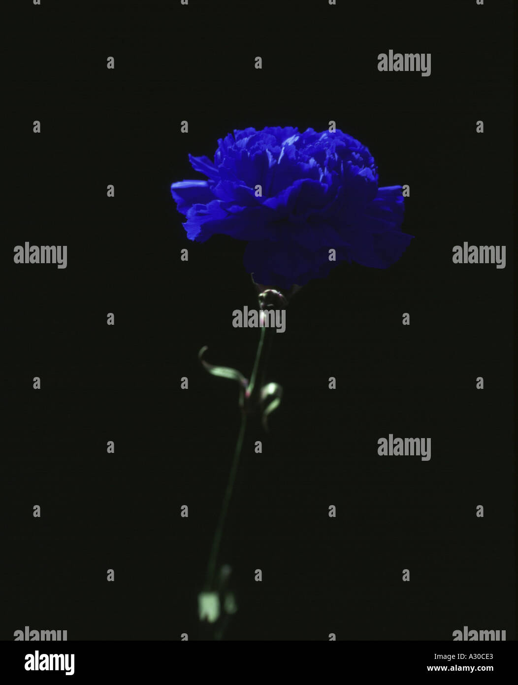 Blue Carnation against black background Stock Photo - Alamy