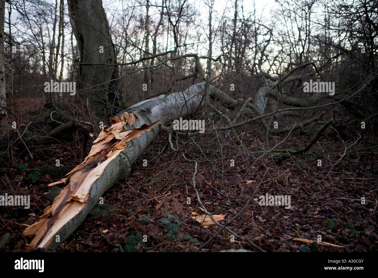Storm damaged tree in Epping Forest Stock Photo - Alamy