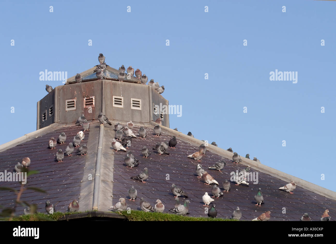 Pigeons on roof roof hi-res stock photography and images - Alamy