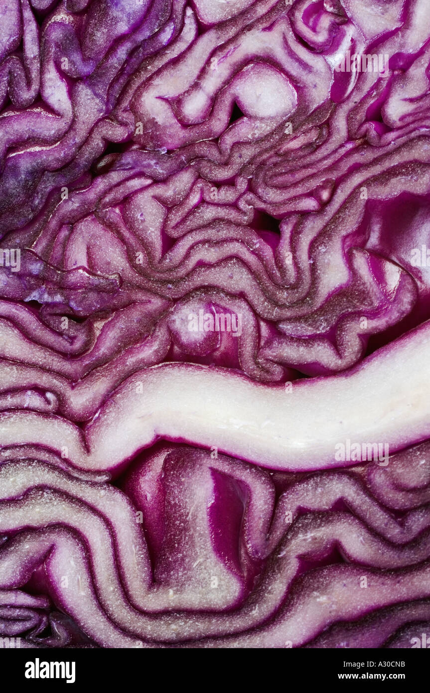 Red cabbage cross section detail Stock Photo - Alamy