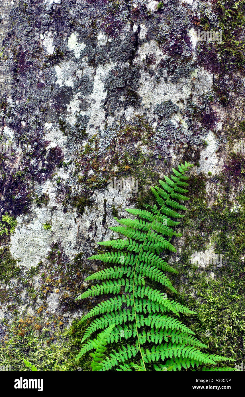 A fern leaf growing up against a beech trunk Stock Photo - Alamy