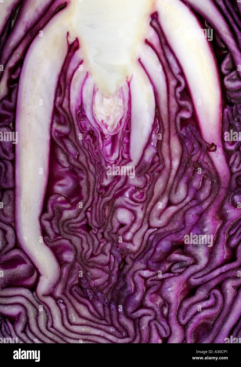 Red cabbage cross section detail Stock Photo - Alamy