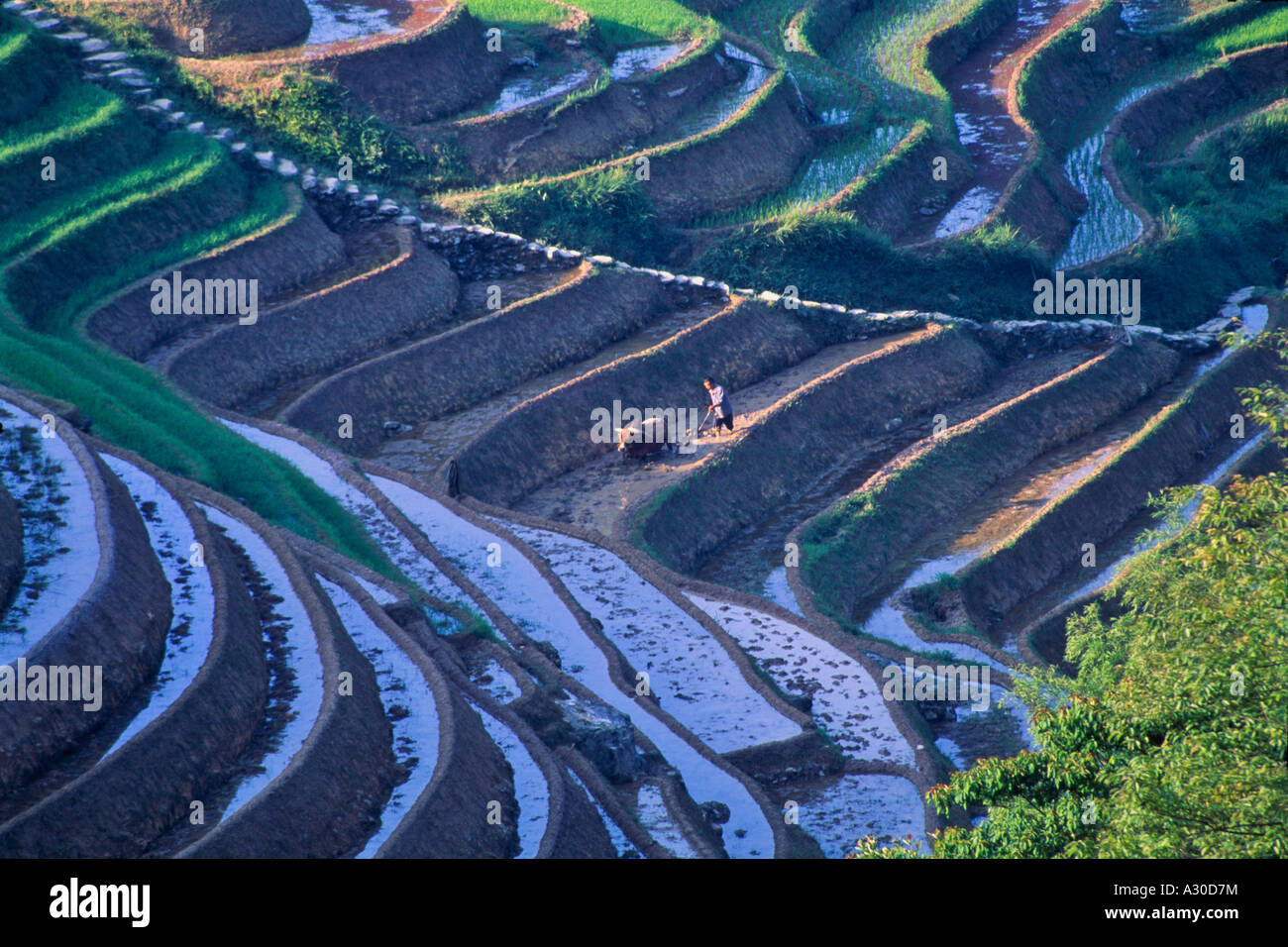 Farmer water buffalo plough in High Resolution Stock Photography and ...