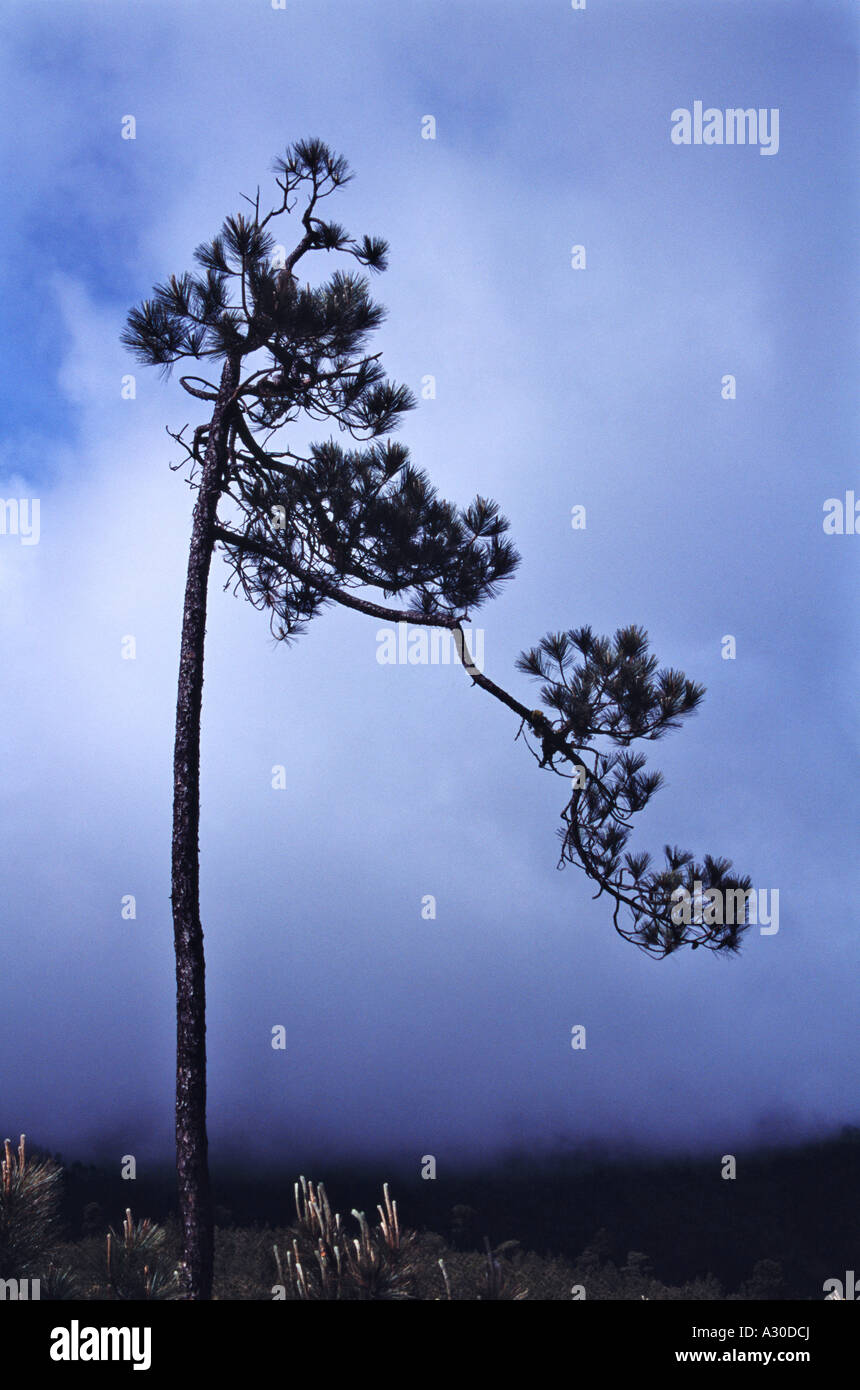 A pine tree in the mist Lugu Lake Lijiang area Yunnan Province China ...