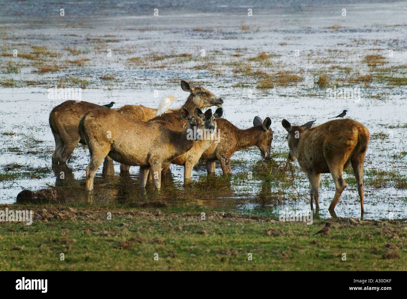 Wild boar in Ranthambore National Park Rajasthan India Stock Photo - Alamy