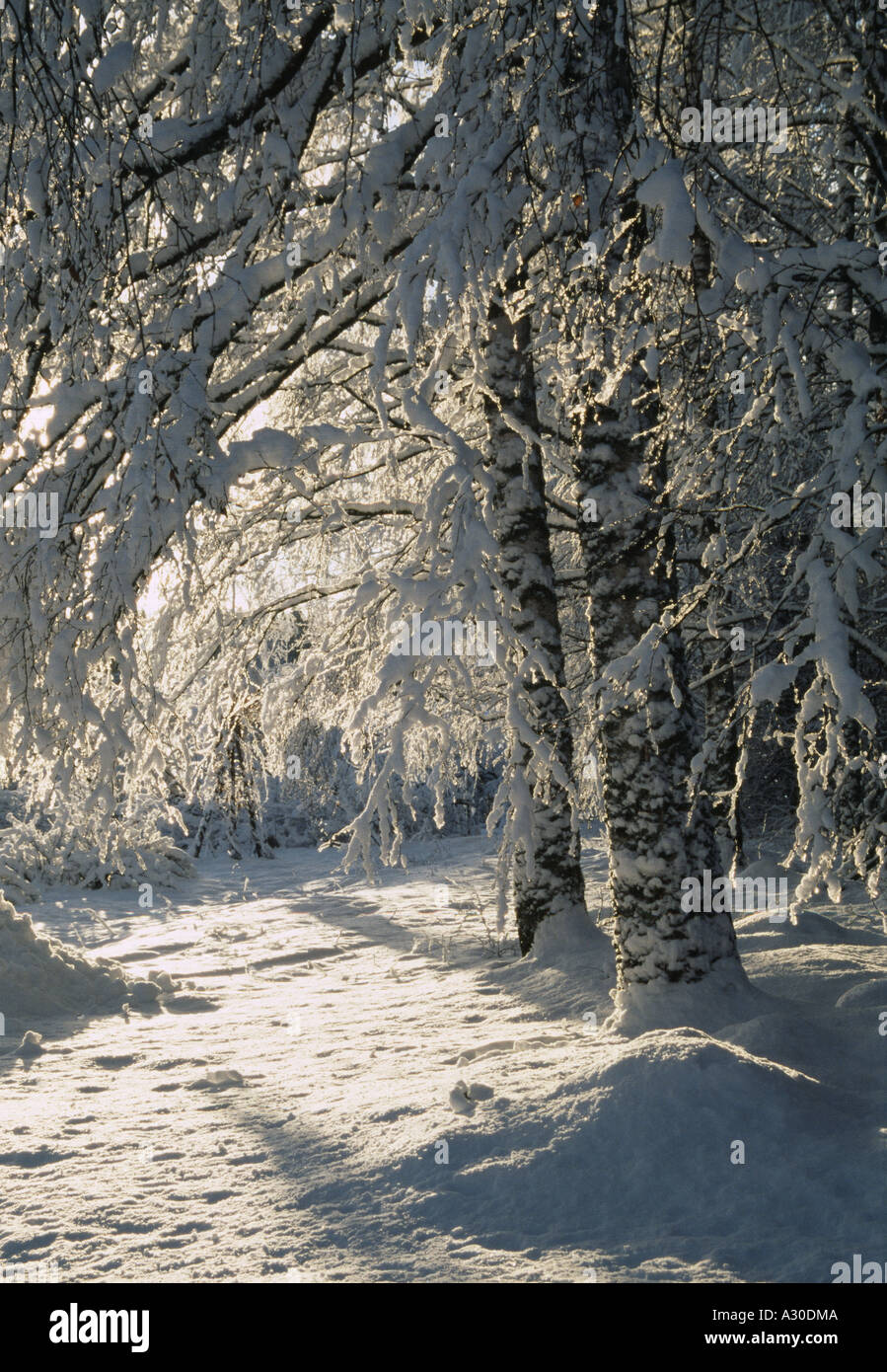 Birch trees in winter hi-res stock photography and images - Alamy
