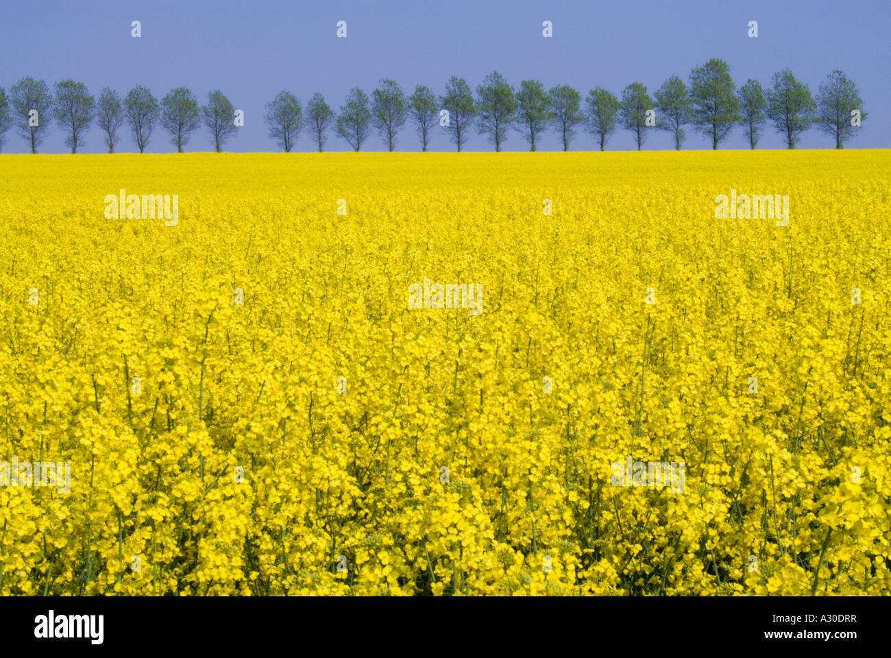 Canola oil seed rape crop in bloom with line of trees on horizon Stock ...