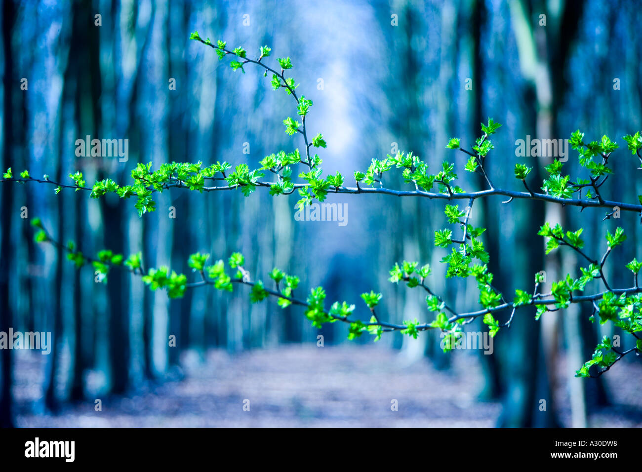 Hawthorn tree leaves hi-res stock photography and images - Alamy