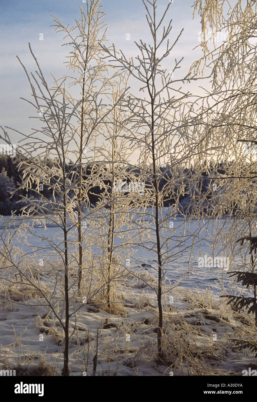 Tree trees winter cold hi-res stock photography and images - Alamy