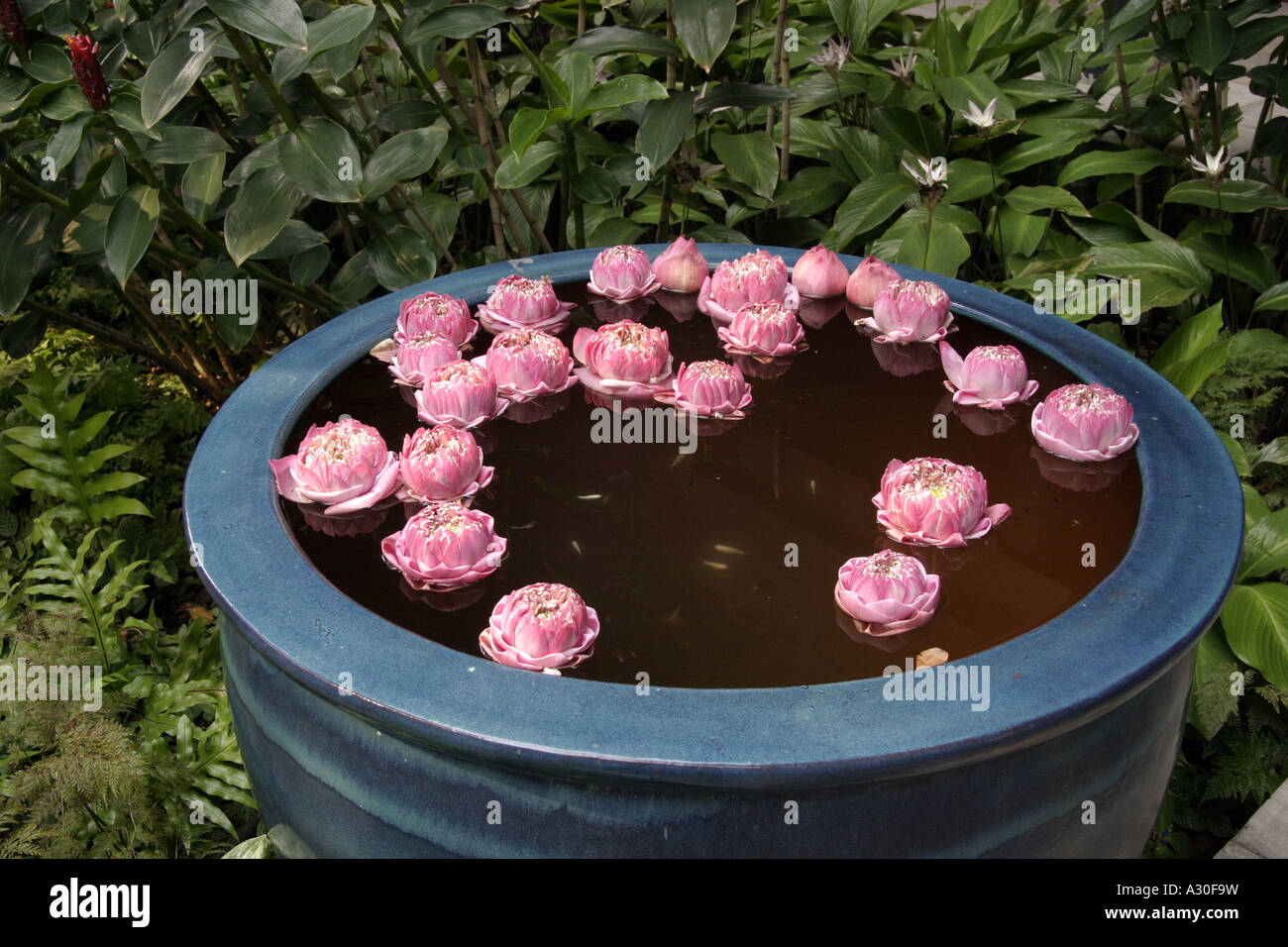 Water feature in a fish tank Thailand Stock Photo - Alamy