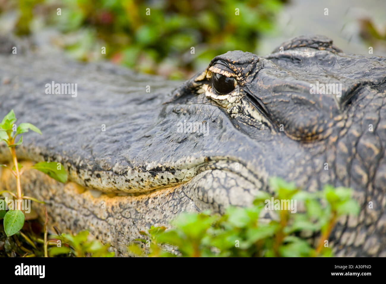 Alligator skin man hi-res stock photography and images - Alamy