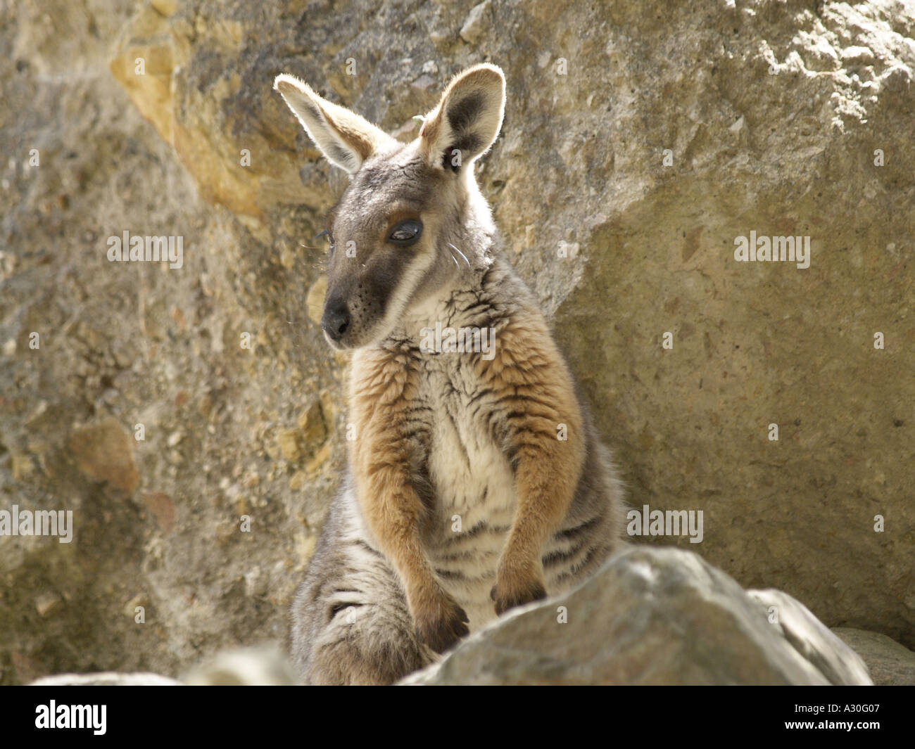 PINK FOOTED ROCK WALLABY CLELAND WILDLIFE PARK MOUNT LOFTY ADELAIDE ...