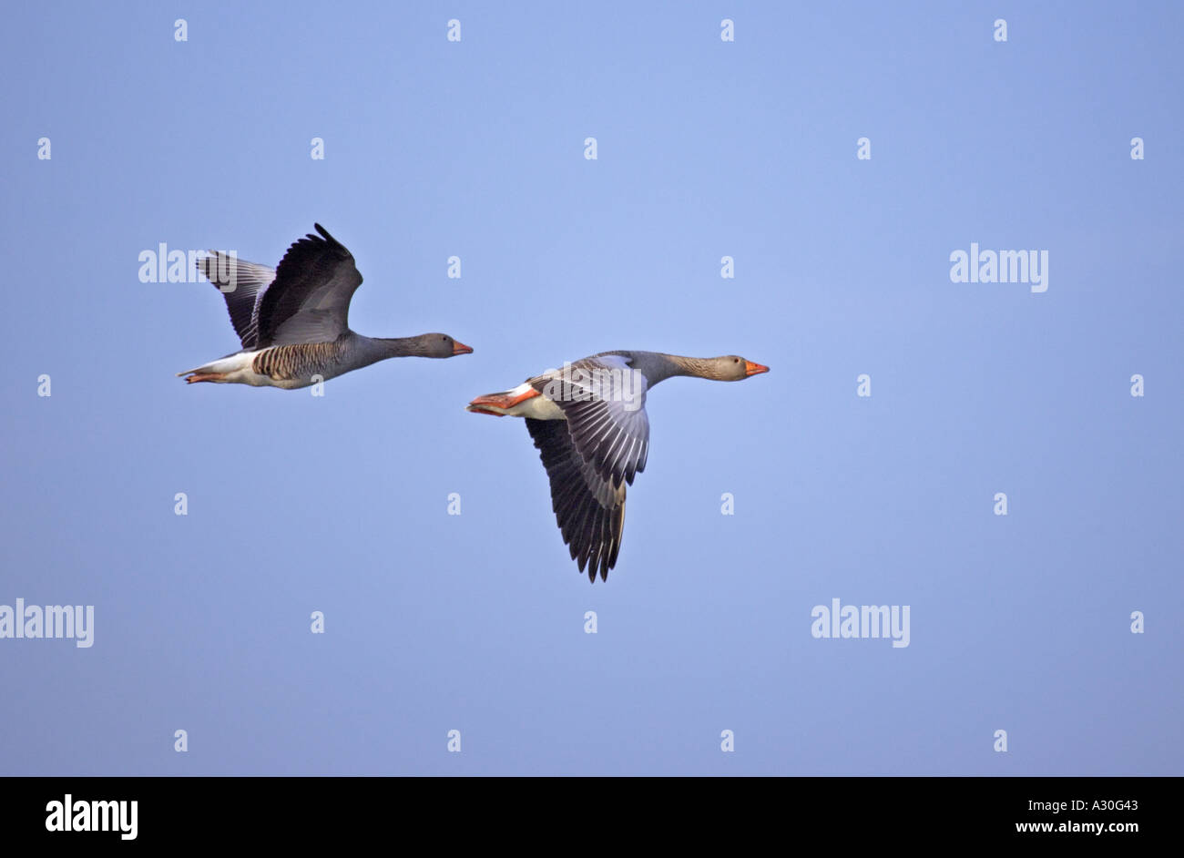 Two Greylag Geese in Flight Stock Photo - Alamy