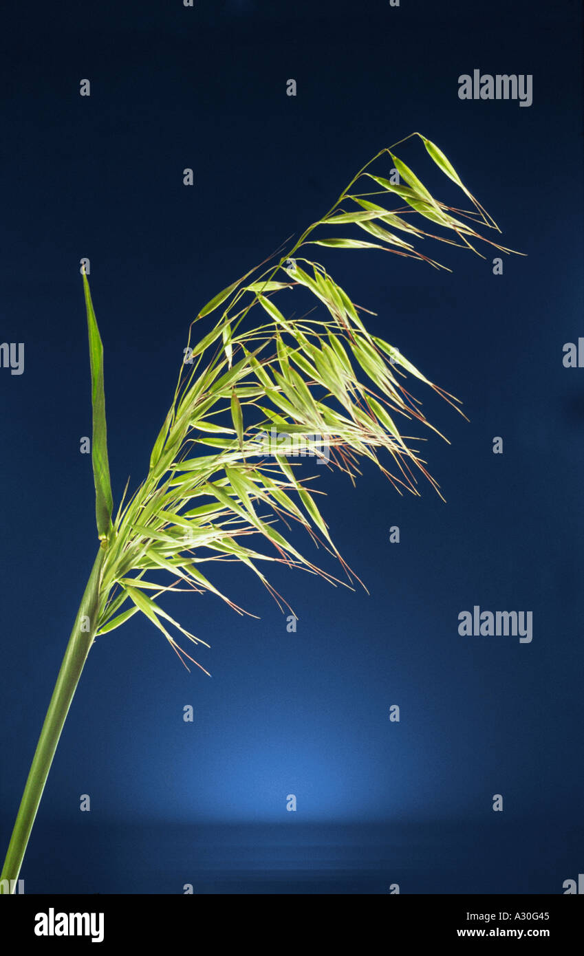 Oat seed grass hi-res stock photography and images - Alamy