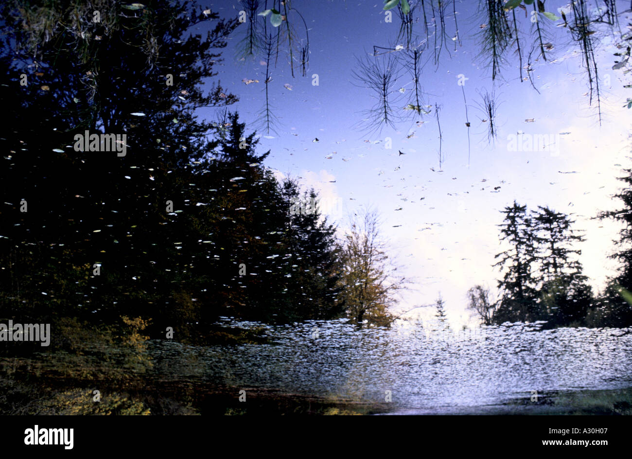Conifers seen through a raindrop dimpled car window Stock Photo - Alamy