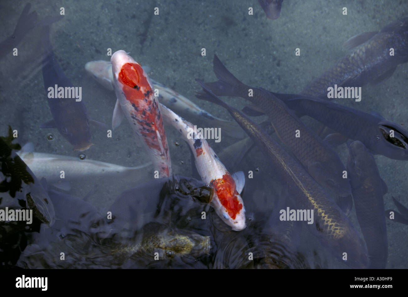 Carp swim in a pond at the Ginkaku-ji Temple in Kyoto Japan Stock Photo ...