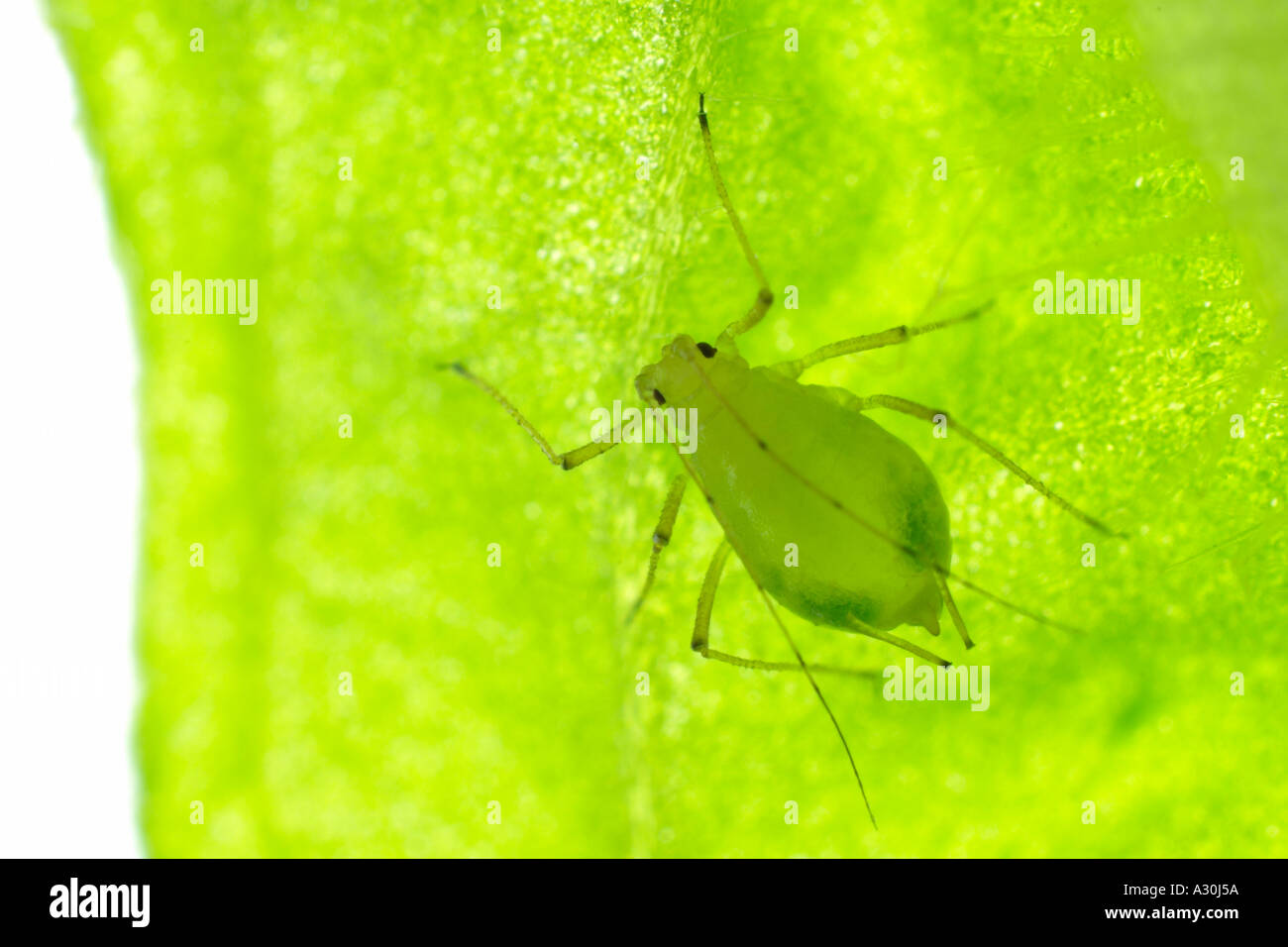 Wingless aphid hi-res stock photography and images - Alamy