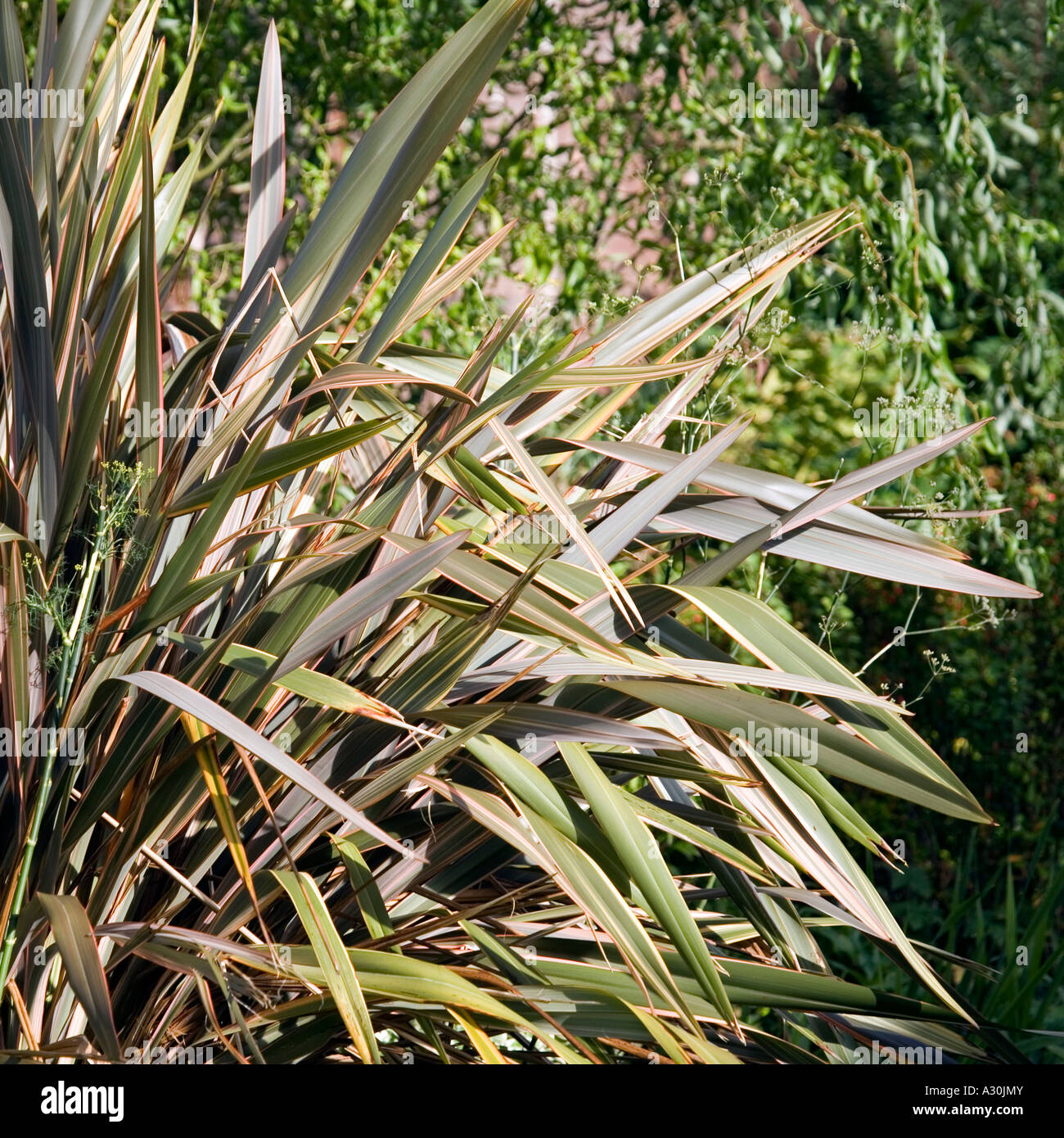 Botany botanical specimen jack cox hi-res stock photography and images ...