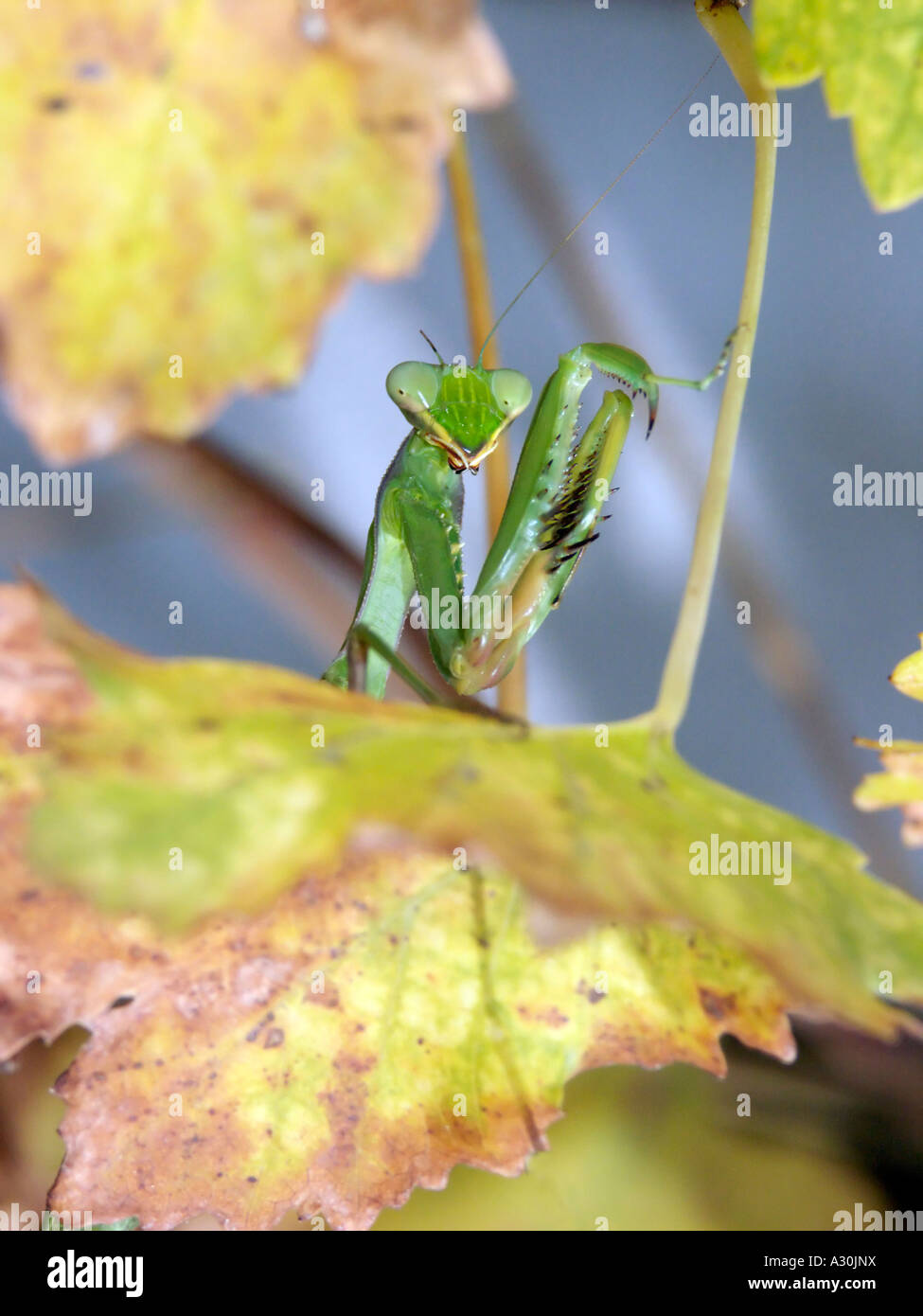 Praying Mantis (Sphodromantis viridis) in Spain Stock Photo - Alamy