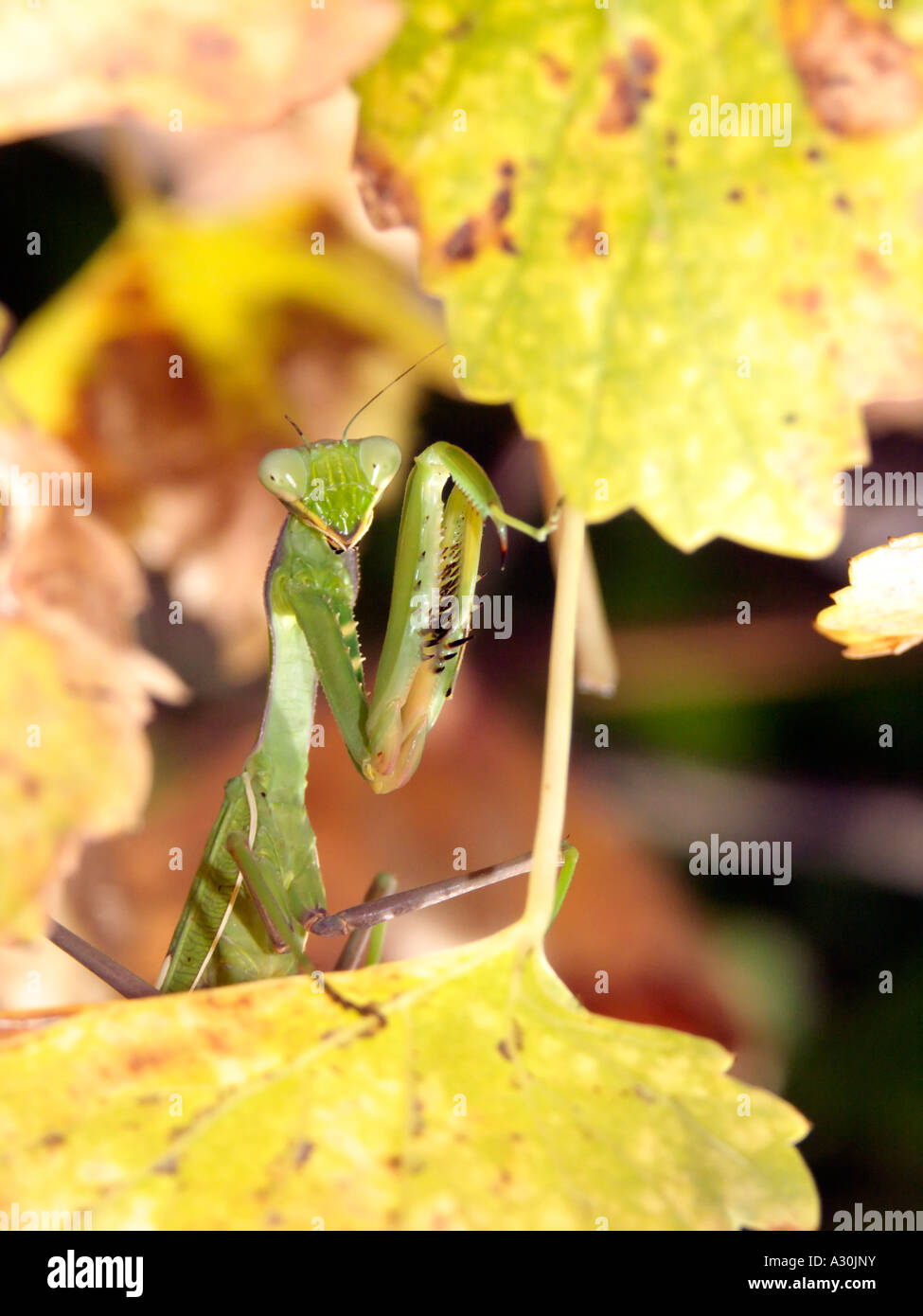 Praying Mantis (Sphodromantis viridis) in Spain Stock Photo - Alamy