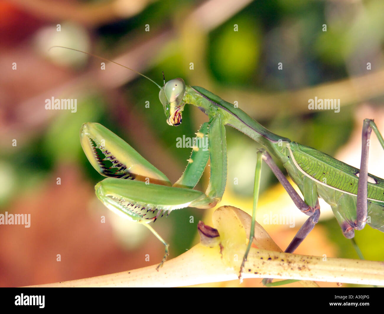Praying Mantis (Sphodromantis viridis) in Spain Stock Photo - Alamy