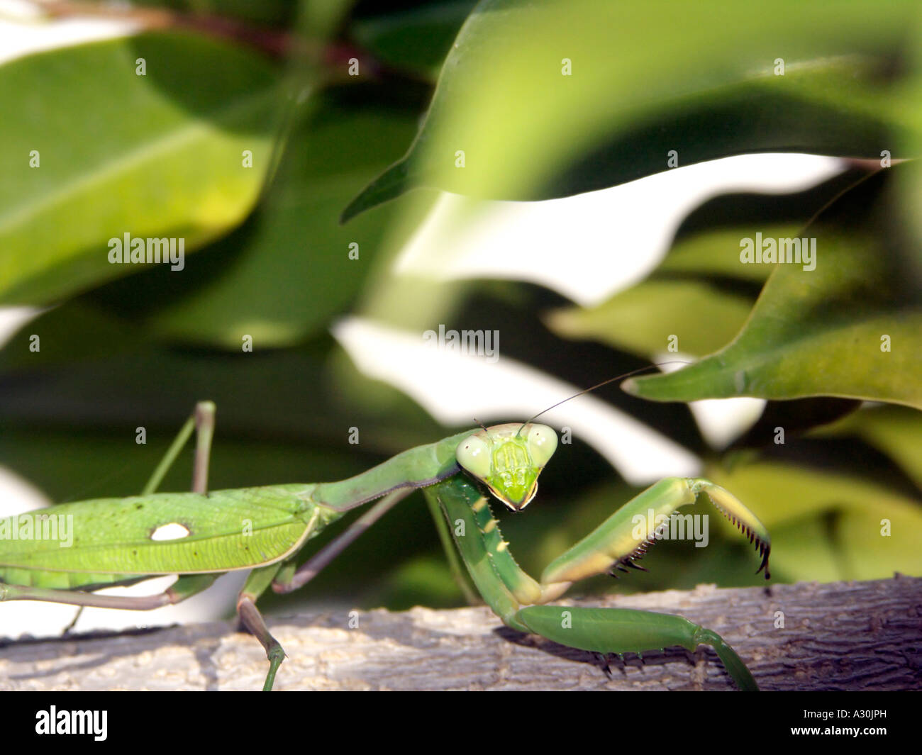 Praying Mantis (Sphodromantis viridis) in Spain Stock Photo - Alamy