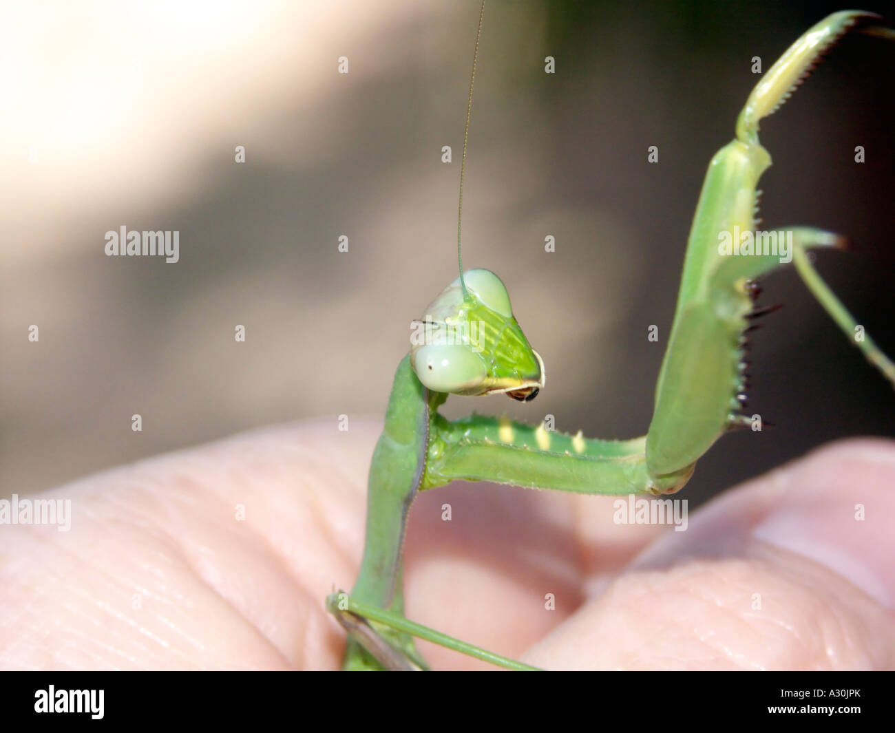 Mantis in hand hi-res stock photography and images - Alamy