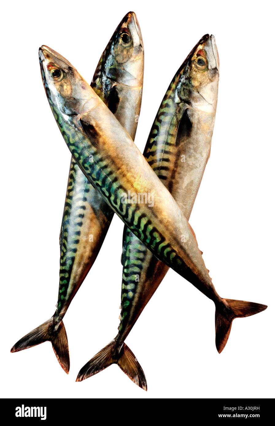 THREE FRESH MACKEREL FISH CUT OUT Stock Photo - Alamy