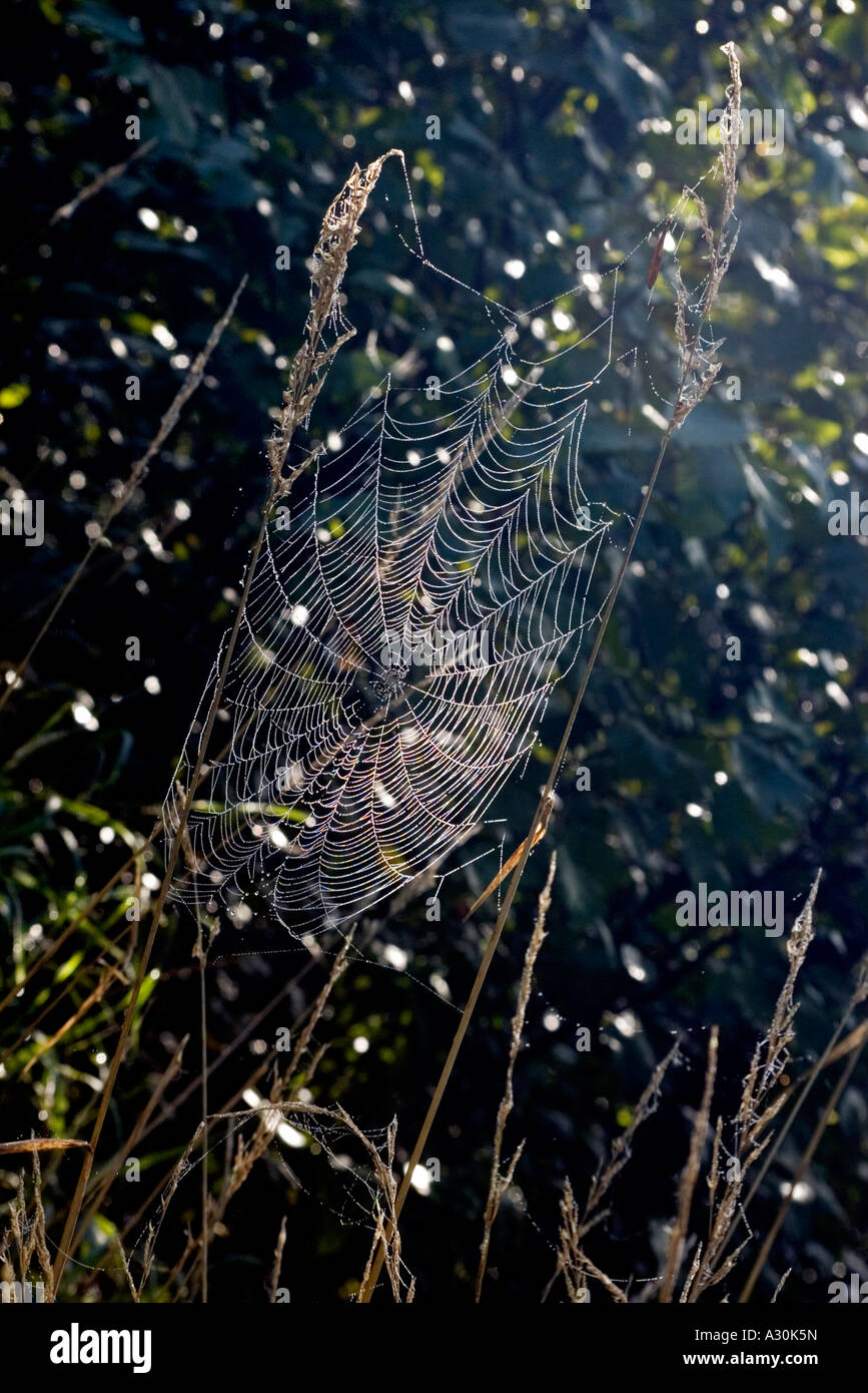 Morning Dew on Spider Web between two weed stalks Stock Photo - Alamy