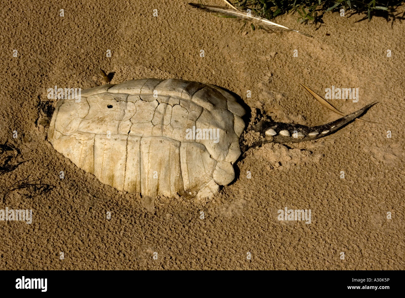 Shell and tail bones of dead Common Snapping Turtle Chelydra Serpentina ...
