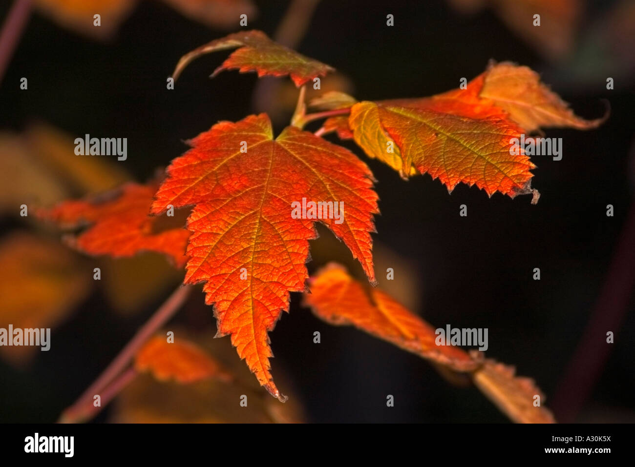 Autumn Leaves Red Maple Acer rubrum Stock Photo - Alamy