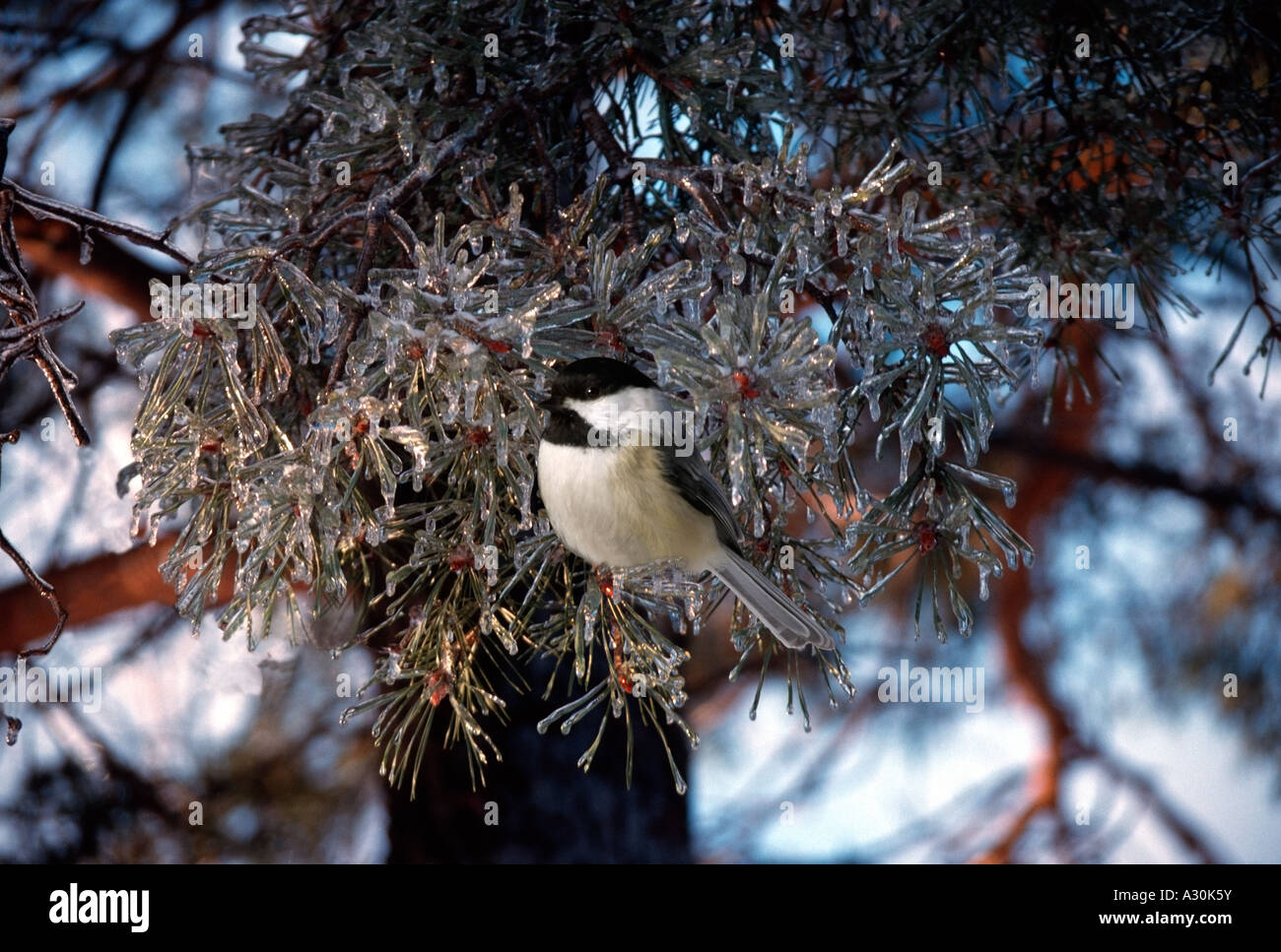 Black Capped Chickadee Poecile atricapilla on ice covered pine tree ...