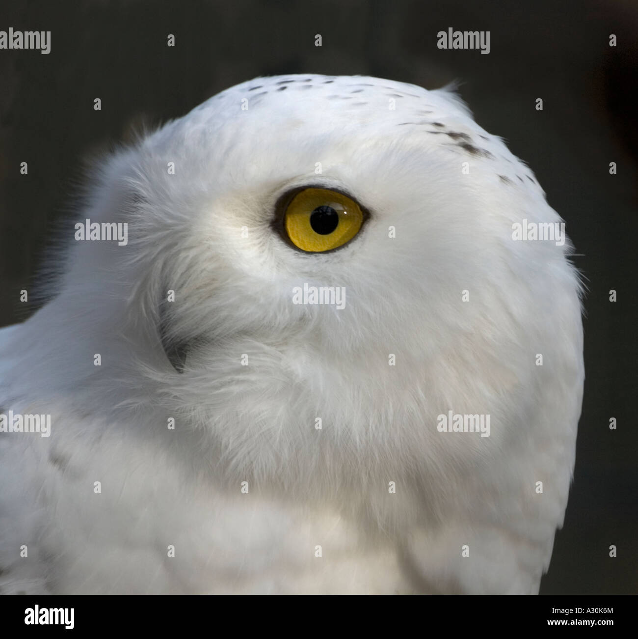 Snowy Owl close up dark background Stock Photo - Alamy