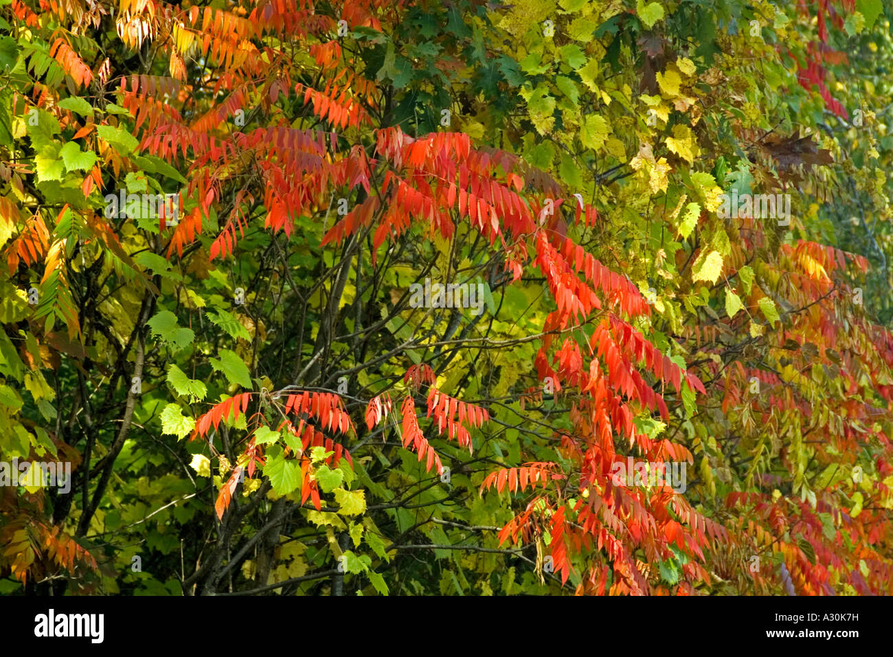 Red Sumac leaves in green forest Stock Photo - Alamy