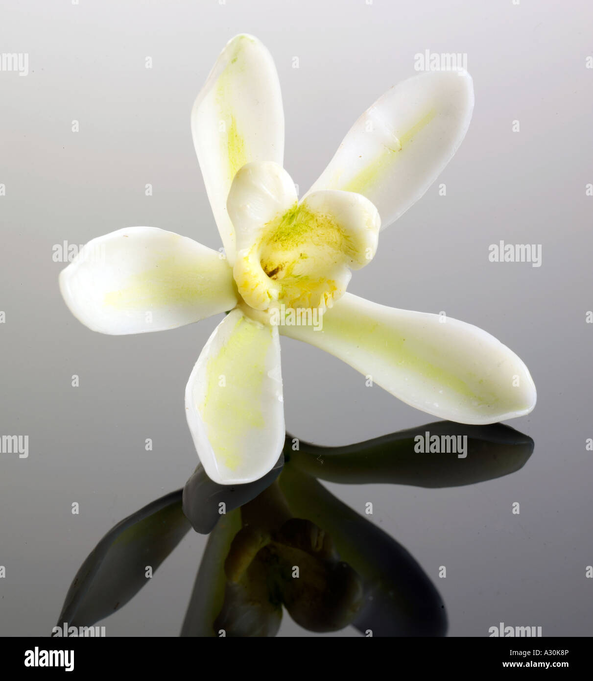 Single vanilla flower hi-res stock photography and images - Alamy