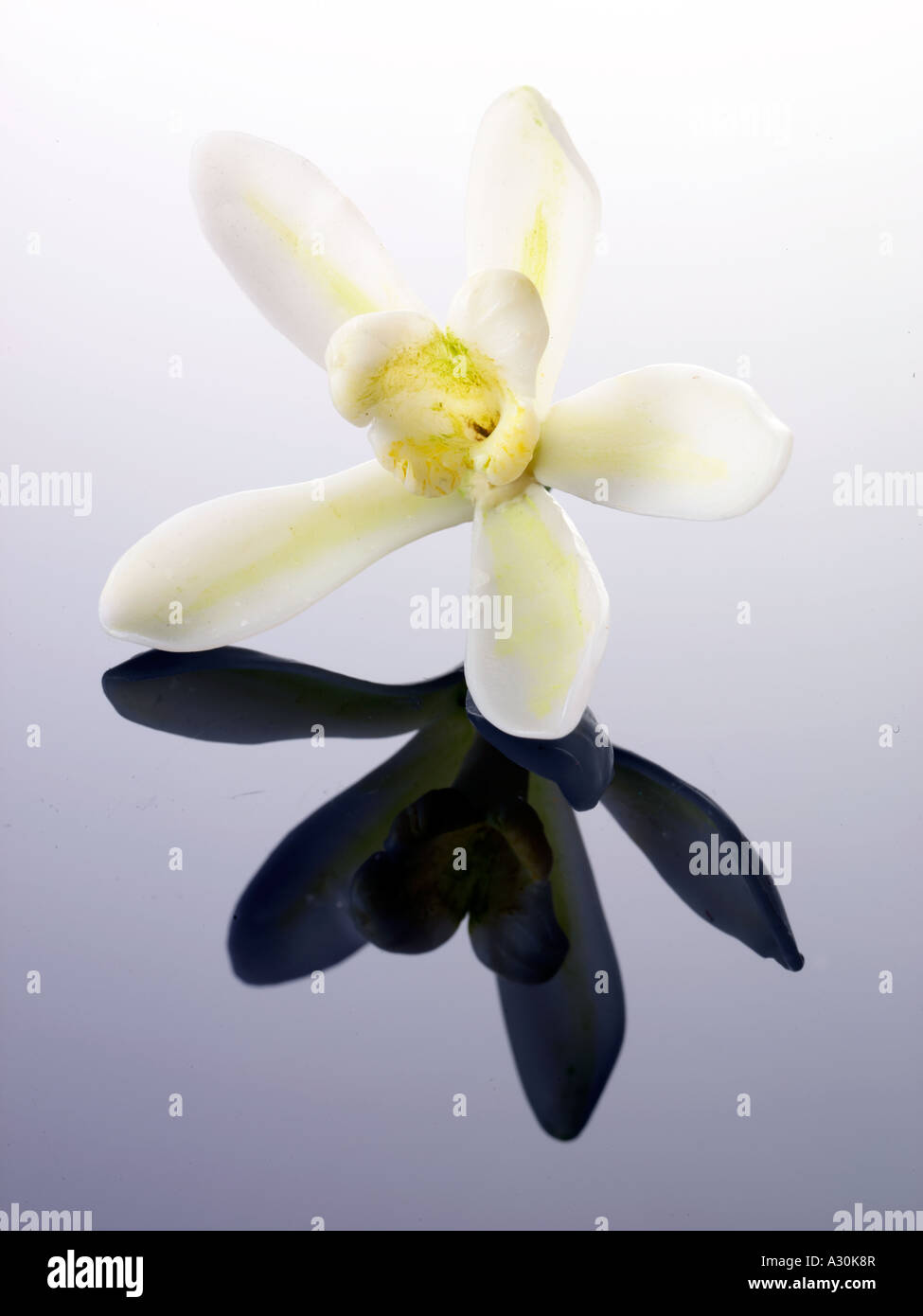 Single vanilla flower hi-res stock photography and images - Alamy