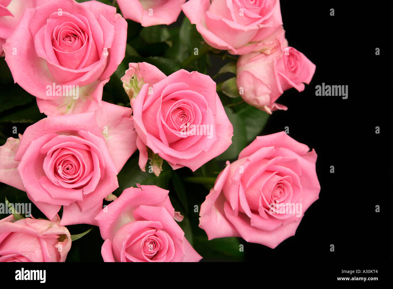 Pink Roses on Black Background Stock Photo - Alamy