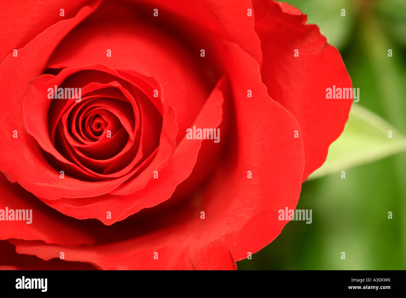 Close up fertile red hi-res stock photography and images - Alamy