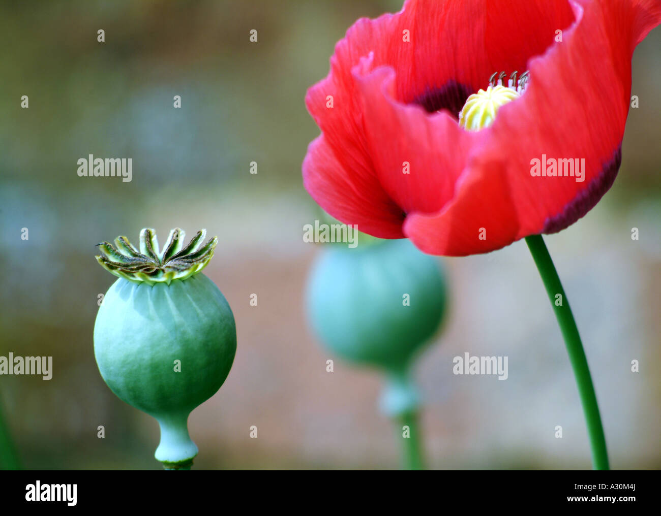 Poppies seeds hi-res stock photography and images - Alamy