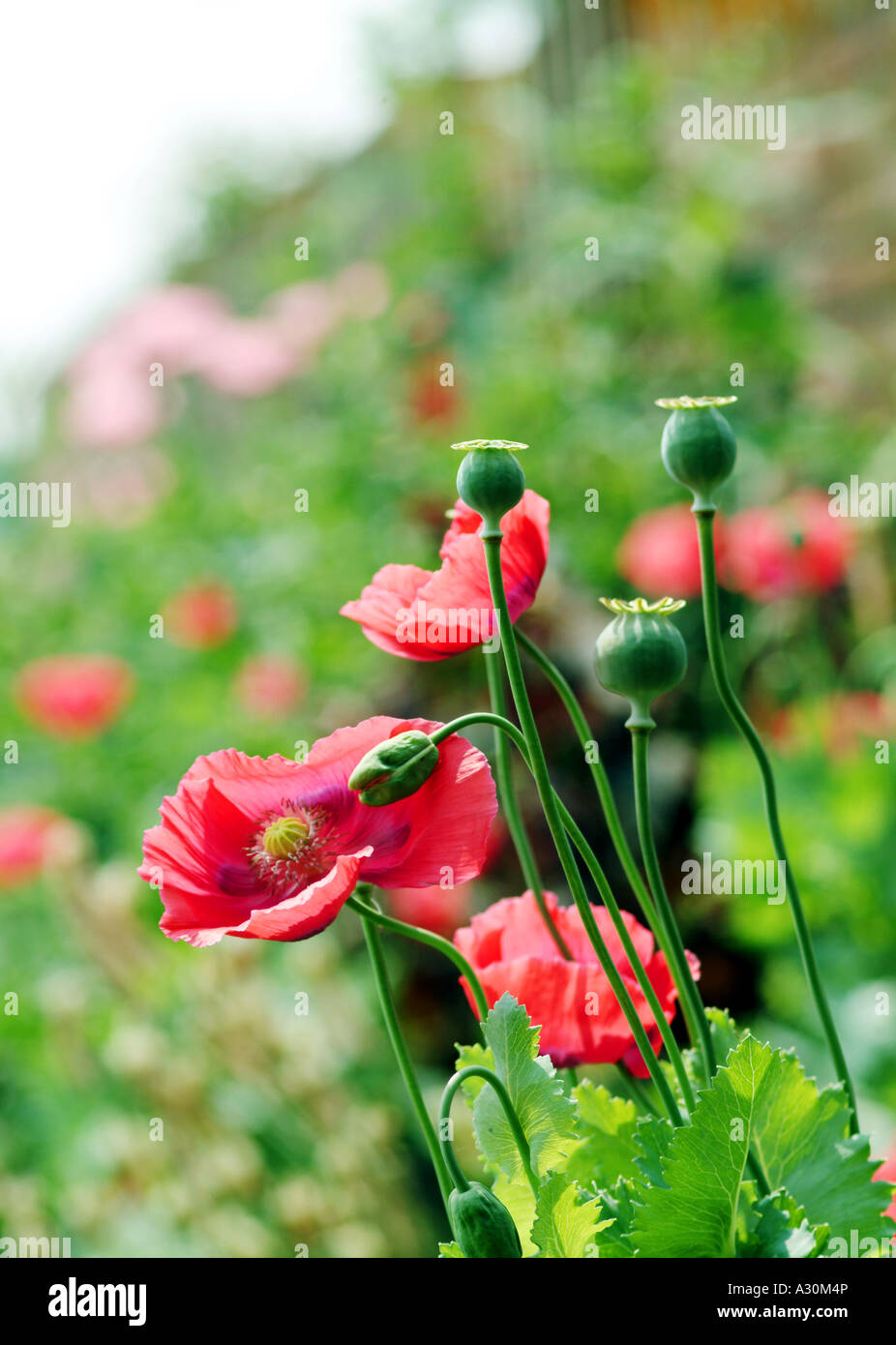 Poppies seeds hi-res stock photography and images - Alamy