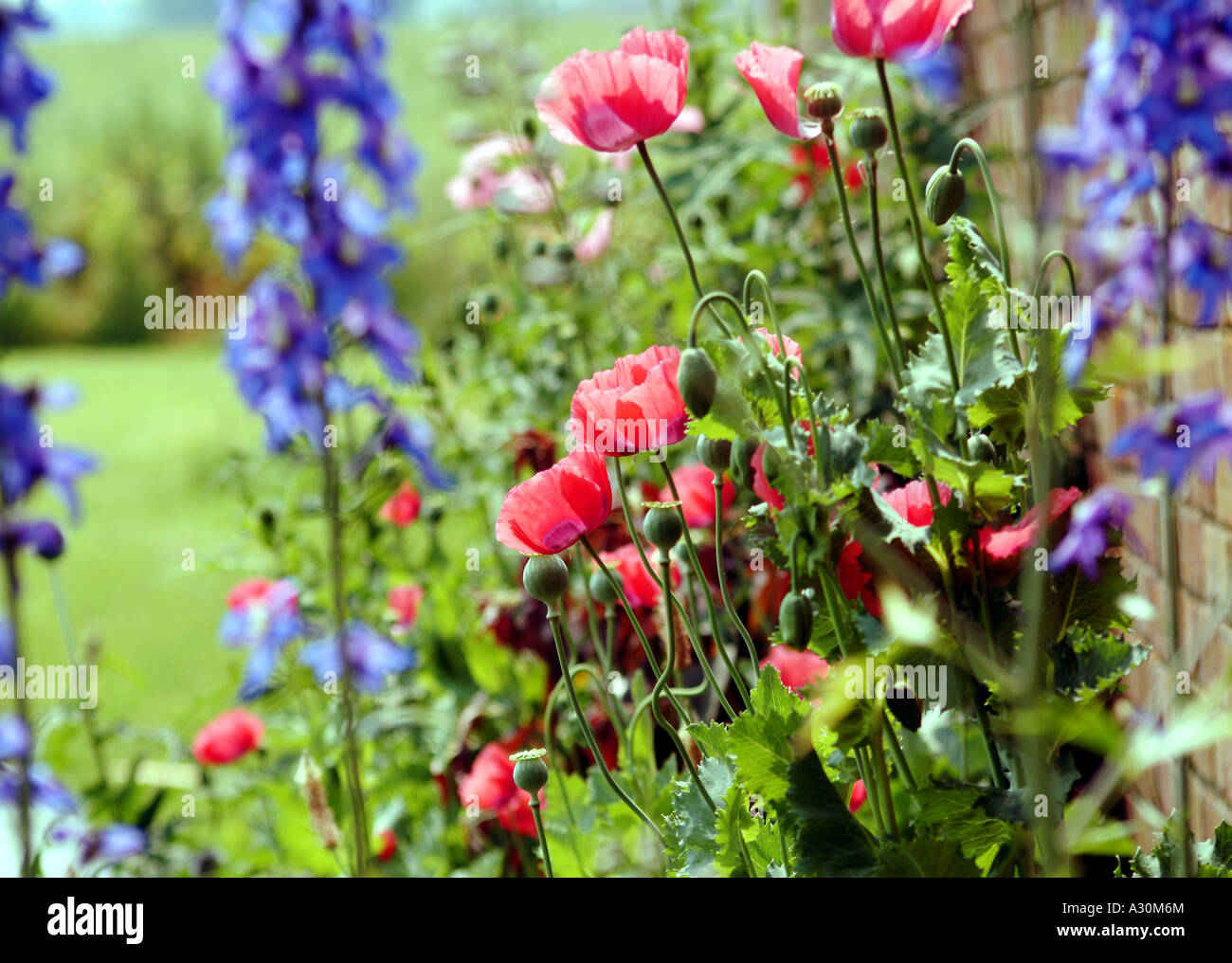 Delphiniums seed hi-res stock photography and images - Alamy