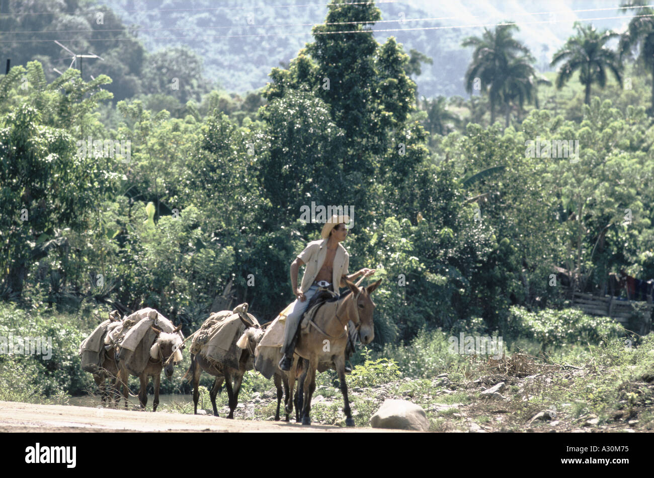 Cuba cowboy on a horse leading three horses through the river, Sierra ...