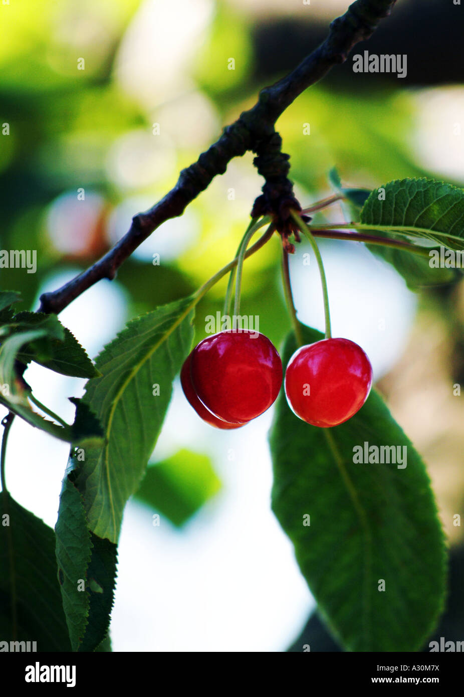 Pair of Ripe Cherries Stock Photo - Alamy