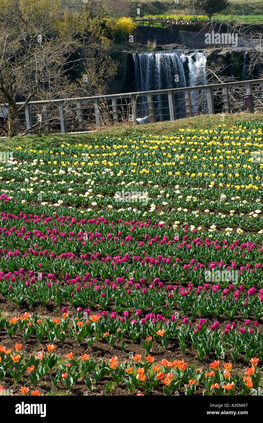 waterfall flower field Ogata town Oita prefecture Kyushu Japan Stock ...