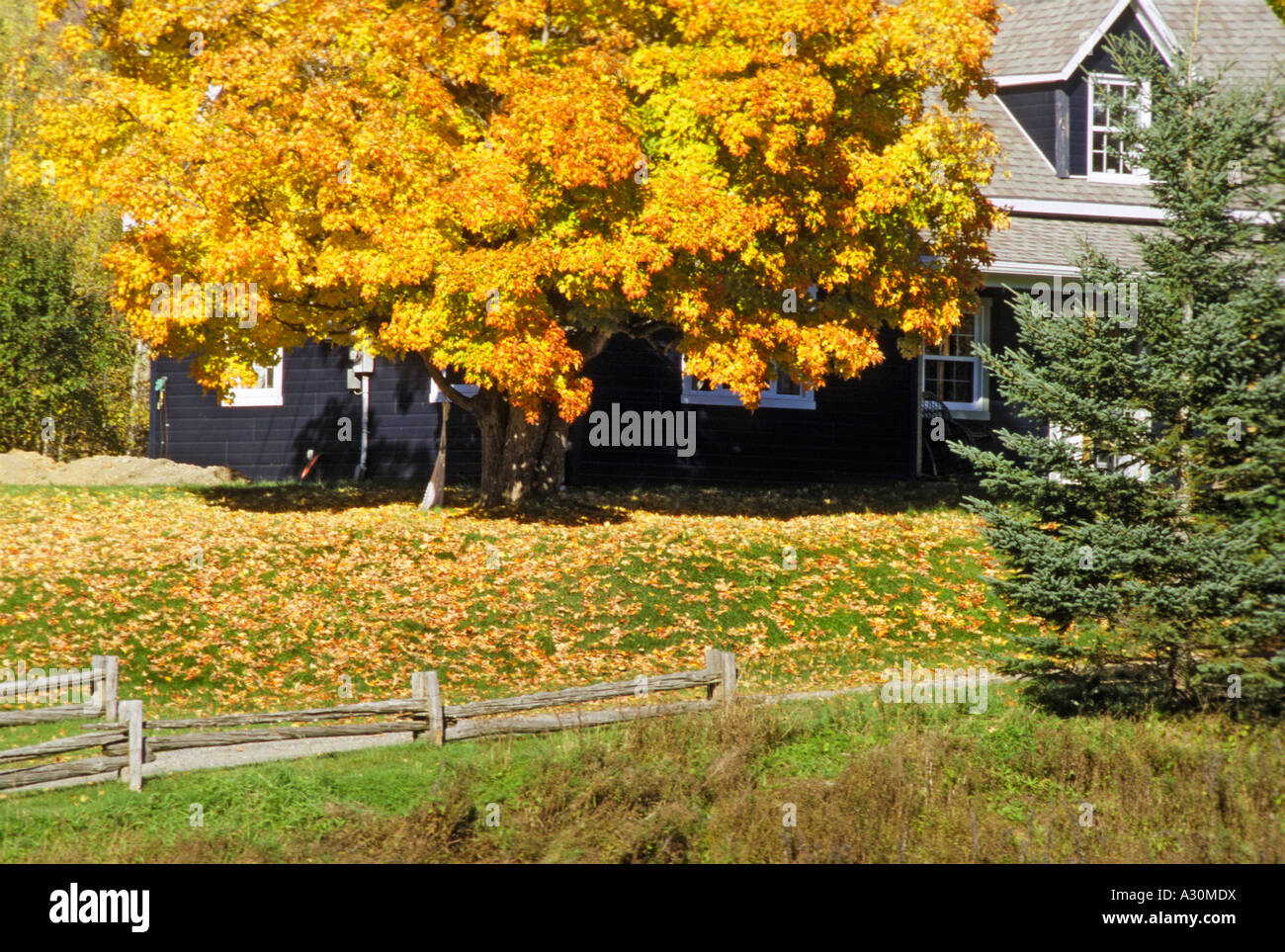 A bright yellow maple in a garden in rural Quebec Stock Photo - Alamy