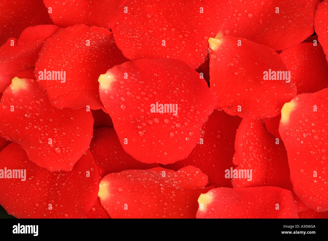 Red Rose Petals Stock Photo - Alamy